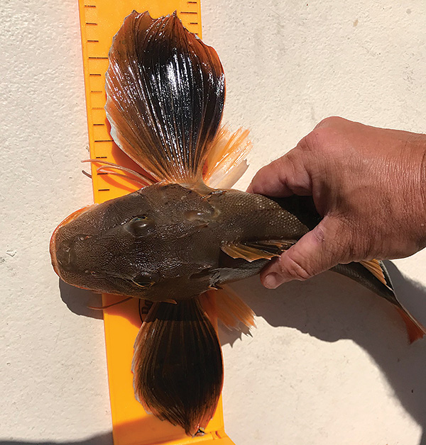 Have Zebco, Will Travel: Long Island Sound Sea Robins - Granby Drummer