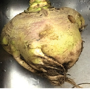 Portrait of a Gilfeather - Granby Drummer