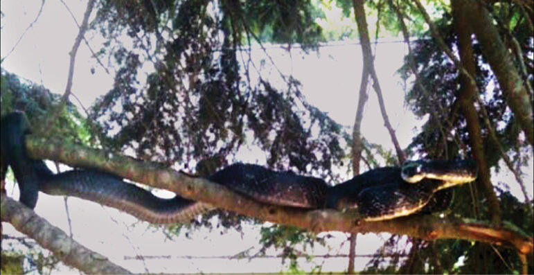 Jennifer Abalan: A voice for the voiceless - Granby Drummer